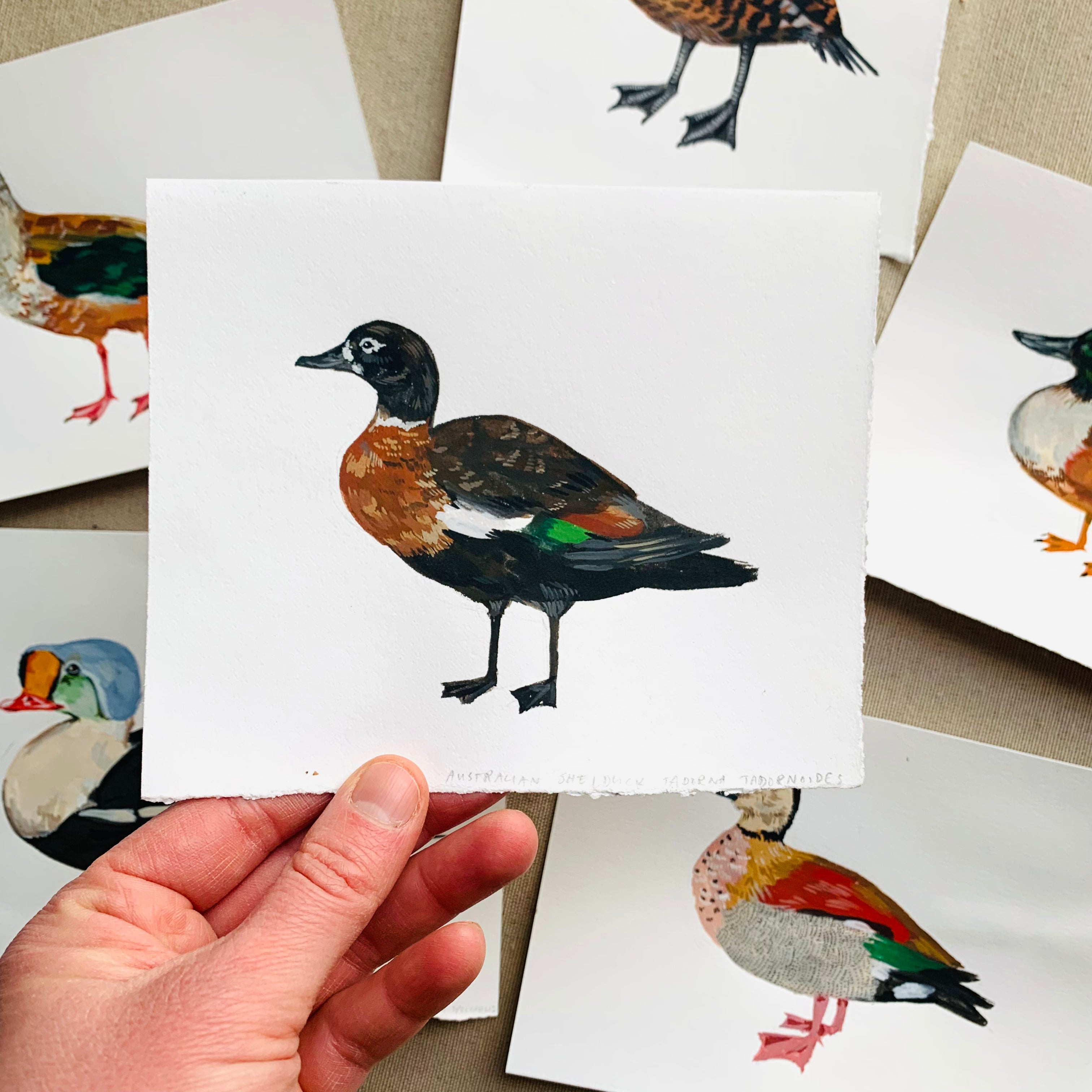 Australian shelduck- original painting – Kelzuki