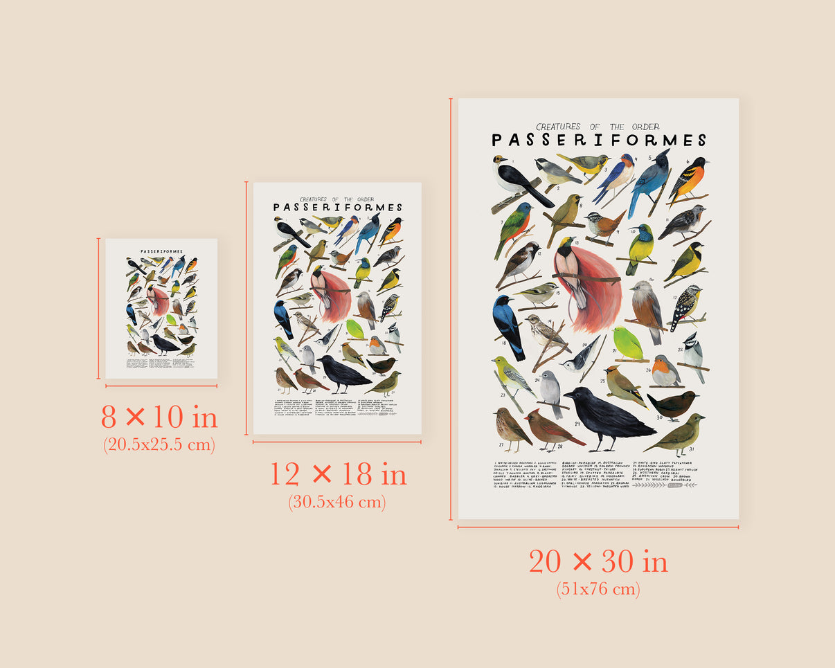 Songbirds art print- Creatures of the Order Passeriformes – Kelzuki