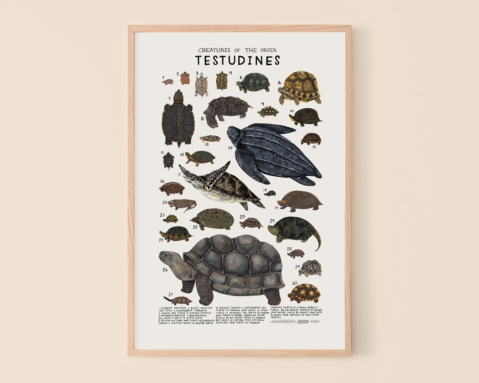 Turtles and tortoises art print- Creatures of the Order Testudines ...